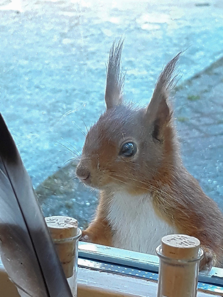 Blog Mark Kras: eekhoorns zorgen voor een glimlach | Toeractief