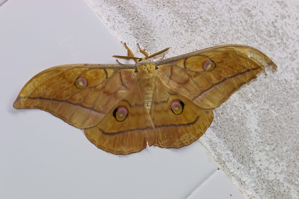 Vreemde vakantiegewoonte | Toeractief