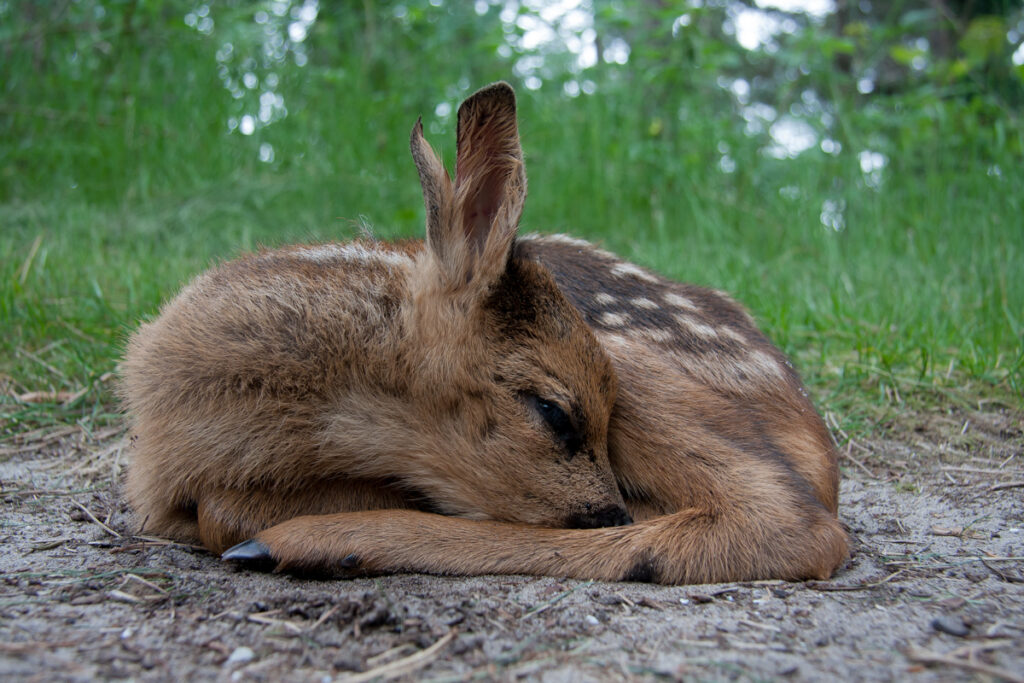 De lente brult uit de grond, alle zintuigen worden geprikkeld | Toeractief