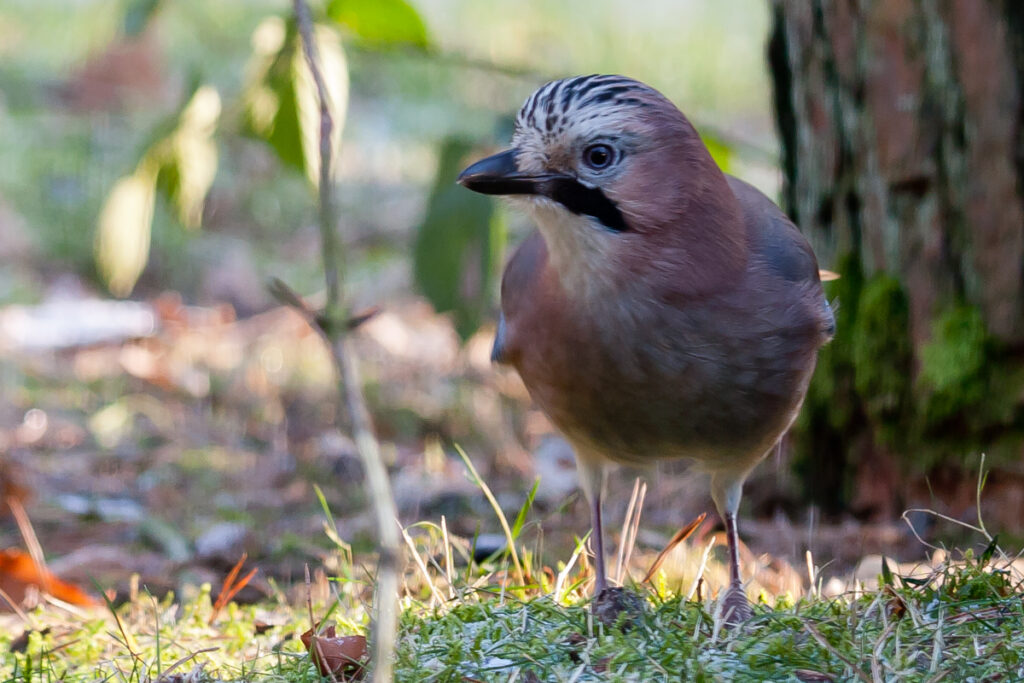 Eekhoorn heeft het druk | Toeractief