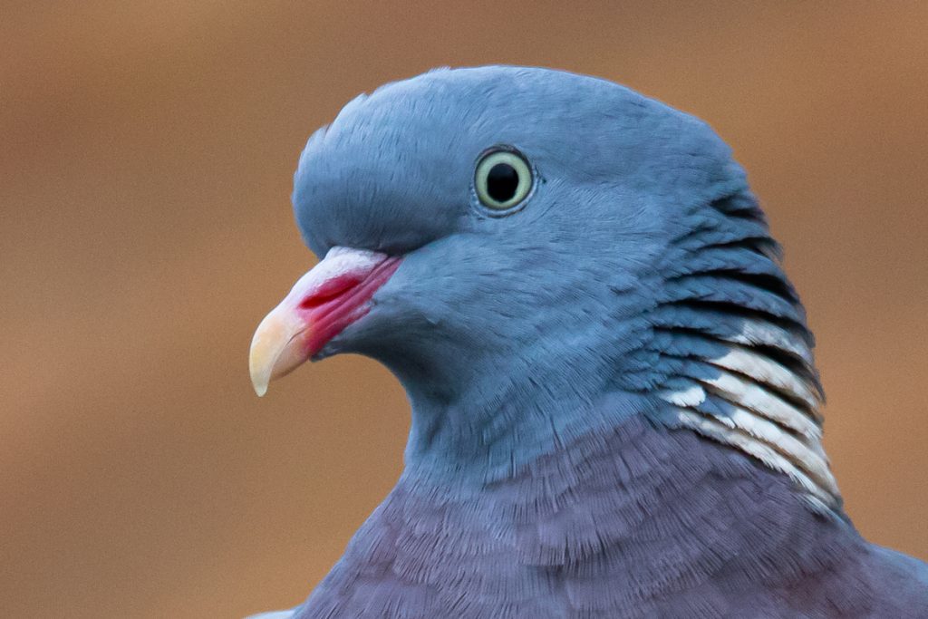 Blog Mark Kras: Vogels kijken bij Vogelplas Starrevaart | Toeractief