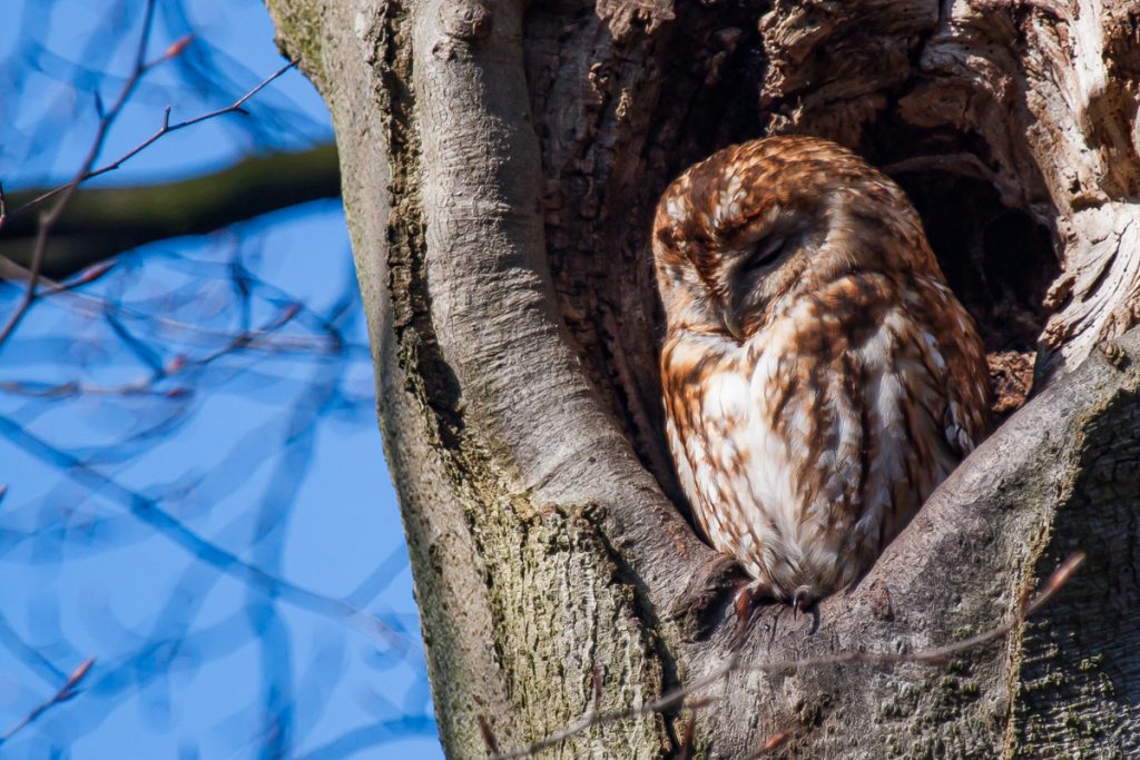 Bosuil in Haagse Bos | Toeractief