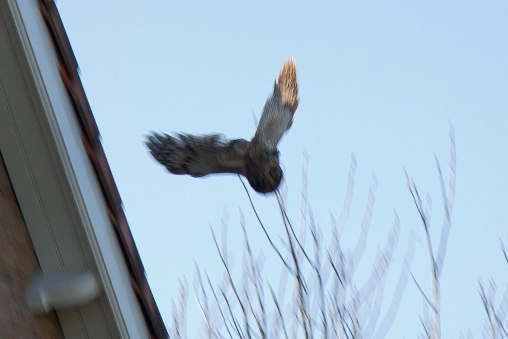 Bosuil in Haagse Bos | Toeractief