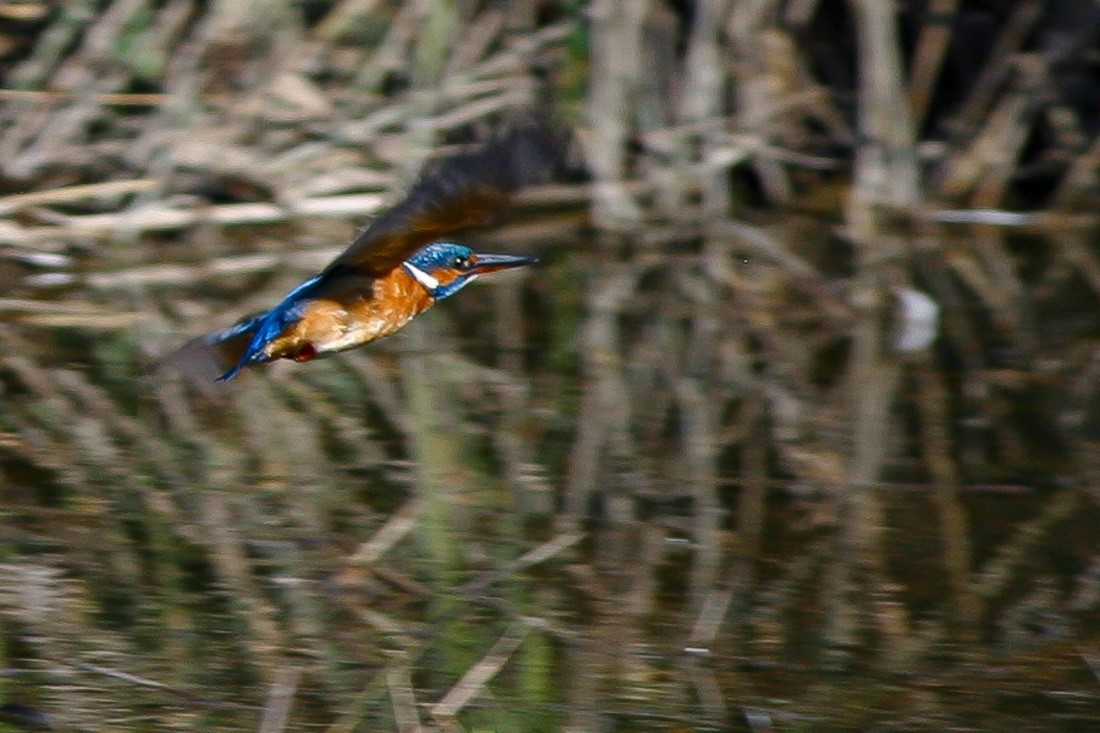 Ijsvogel in het Haagse Bos: een kwetsbare verschijning