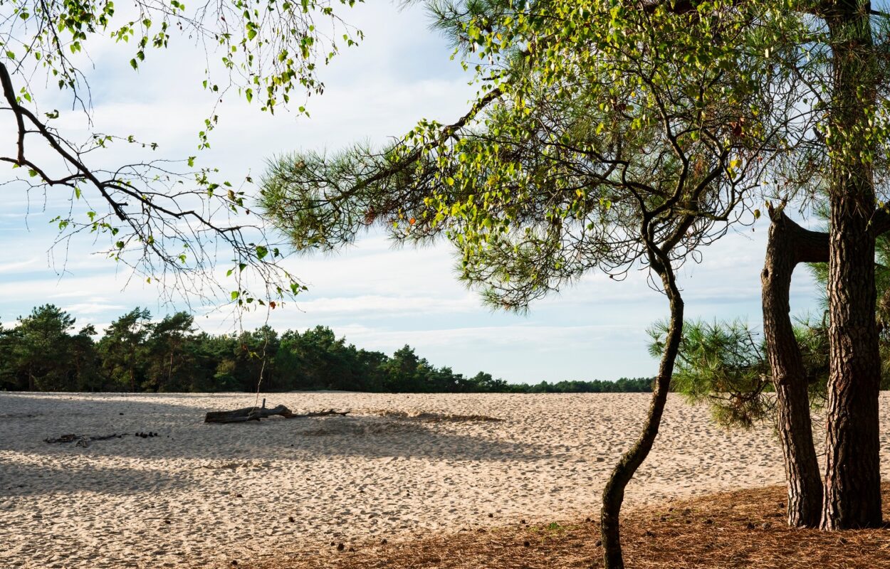 Wandelroute Udenhout: de Loonse en Drunense duinen - Toeractief